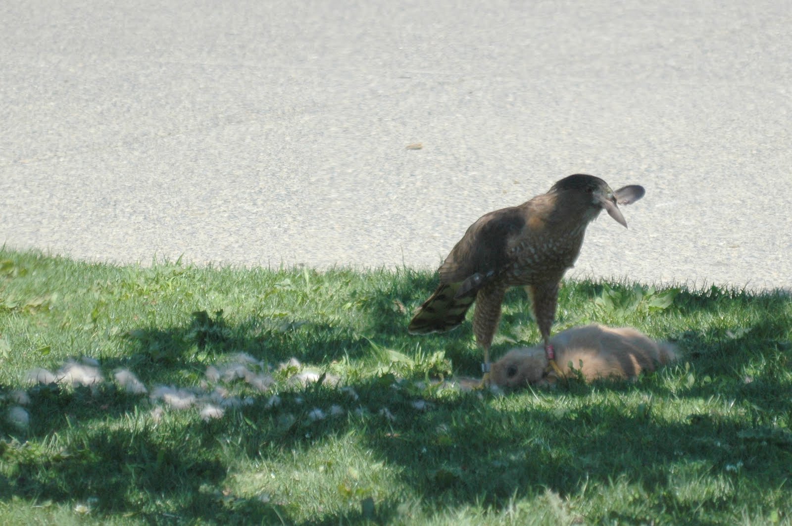 Backyard Beasts: Tick Tock! It's Rabbit Time...