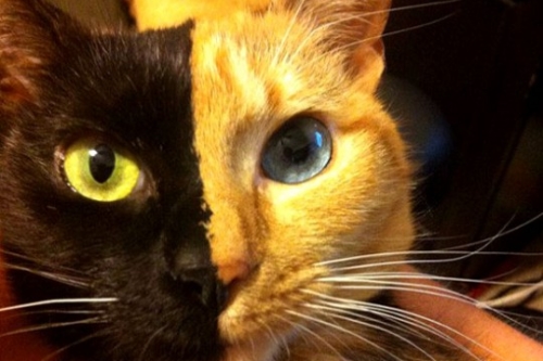 White Wolf : Venus the Two-Faced Cat a Mystery