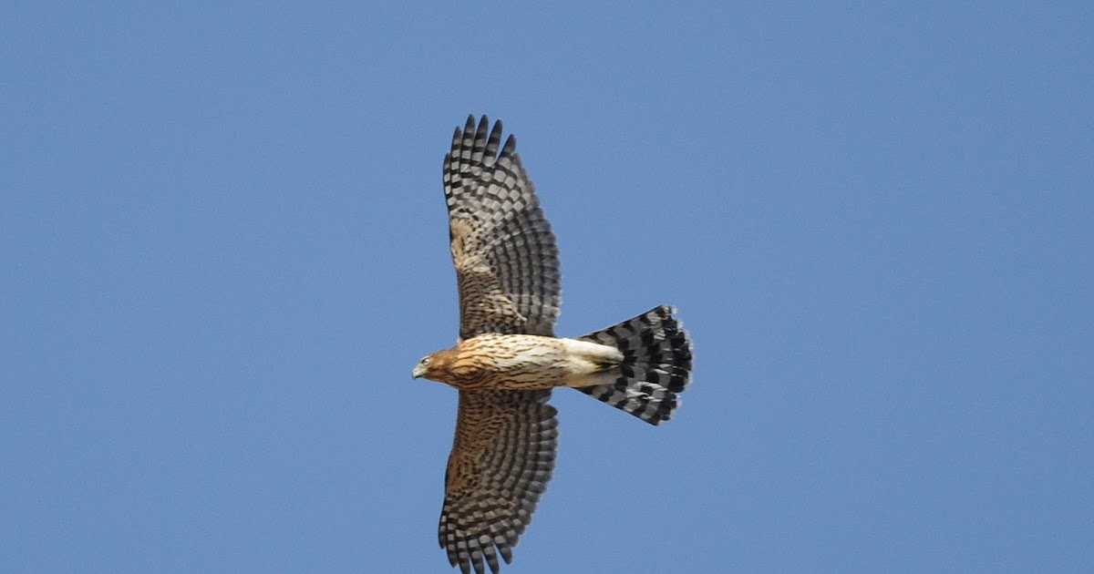 Birding Is Fun!: Priming the Pump for Winter Raptors
