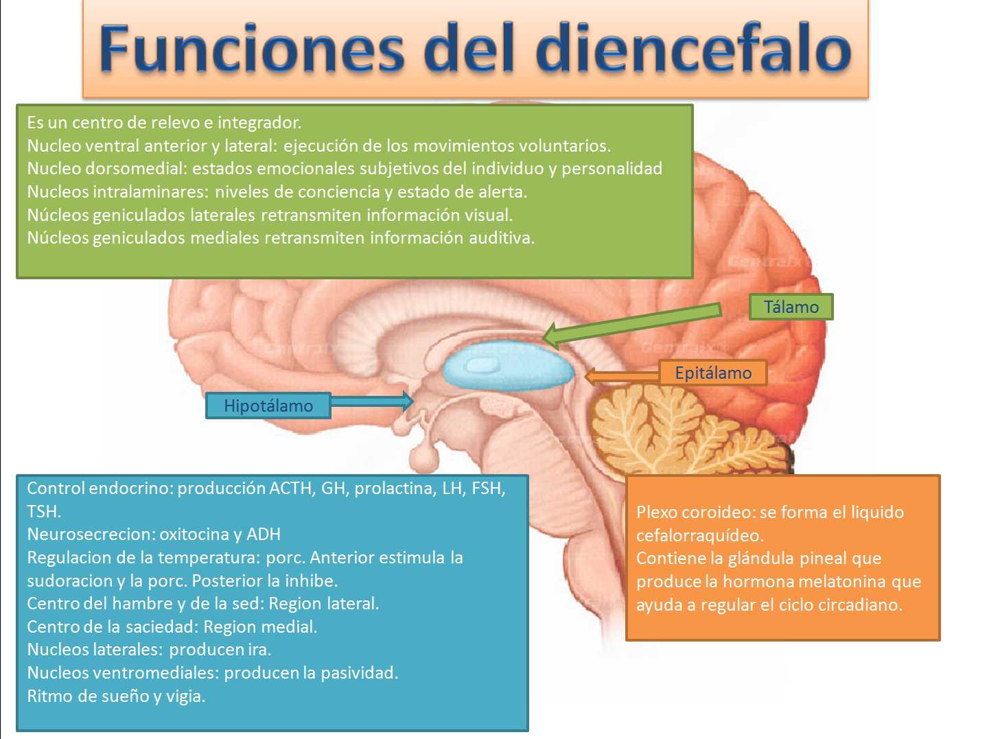Fisiologia UAS de Gilfredo Enrique Castro Alcantar : Diencefalo. El ...