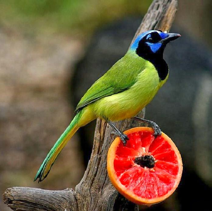 Green Jay Bird - Pets