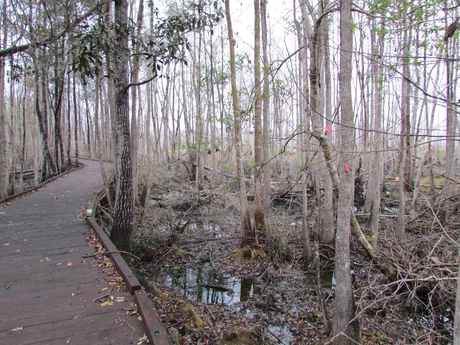 Adventures Of Toaster: Stephen C. Foster State Park, Day #2