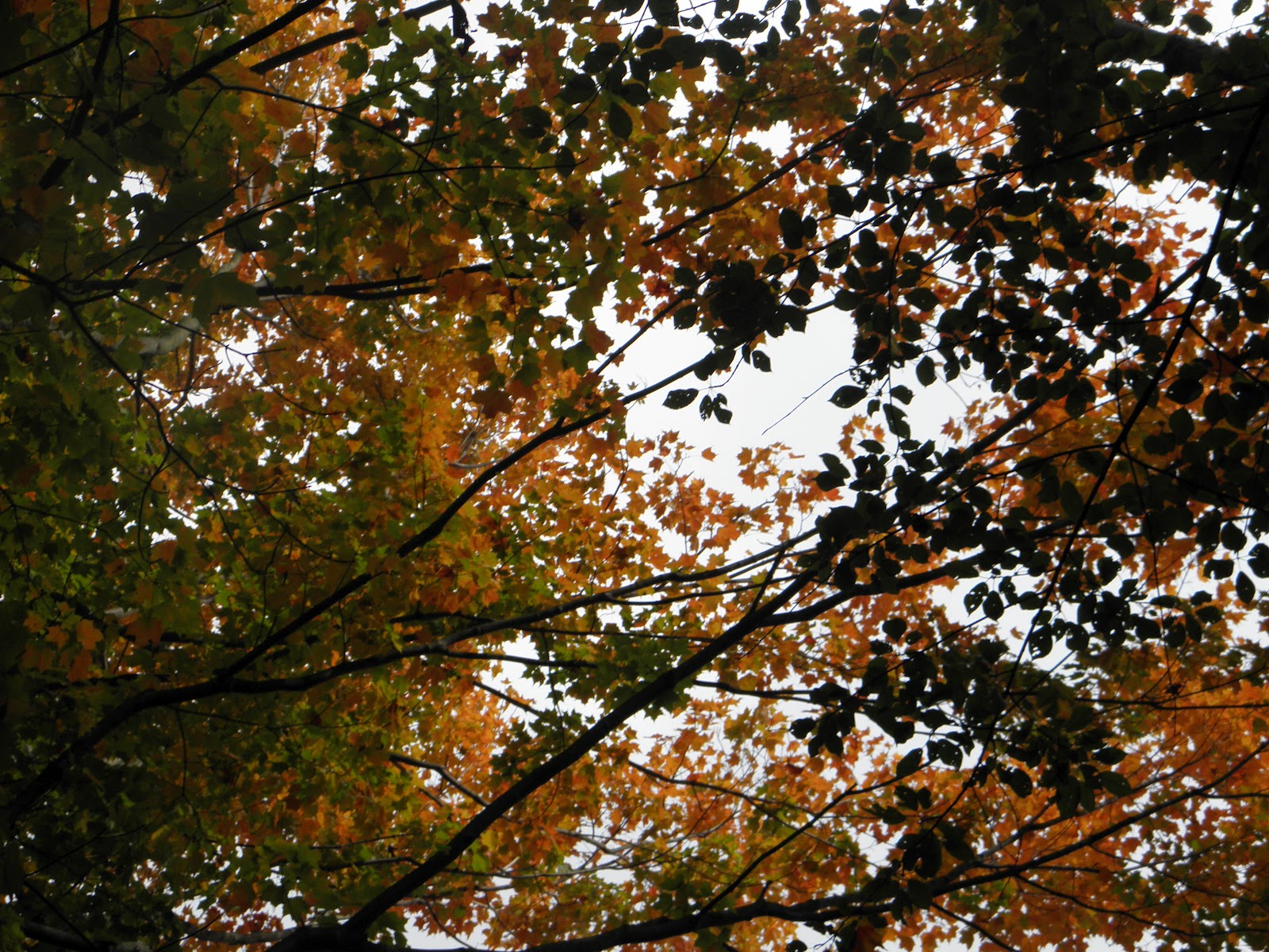 Fall Day October 8th, 2012