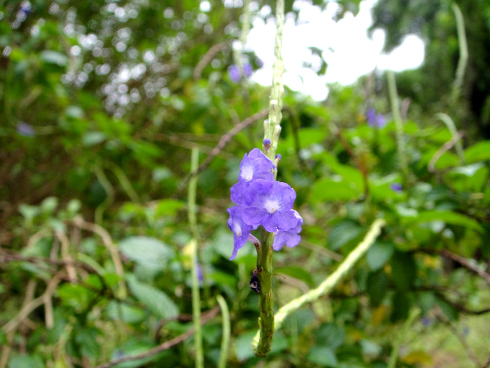DWAN雲之端: 長穗木-又名紫花長穗木、馬鞭草--英文名稱：Jamaica False-valerian--學名 ...