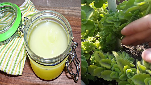 Conoce La Planta «VAPORUB» Para Tratar La Sinusitis, Diabetes y ...