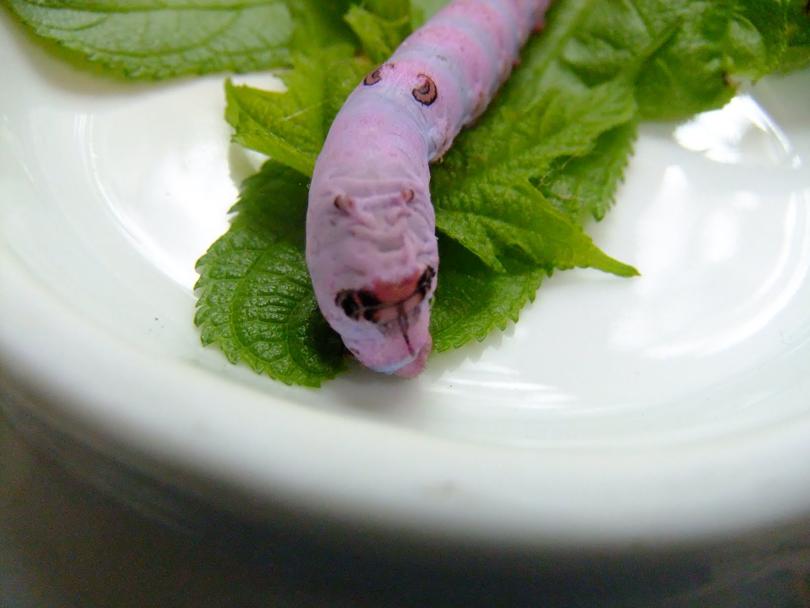 The Elusive Bobbin: Color Wheel of Silkworms and the Begining of the End