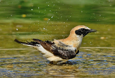WILDLIFE GATEWAY: Traquet oreillard