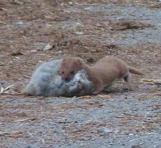 Tophill Low Nature Reserve: Weaseling out winter