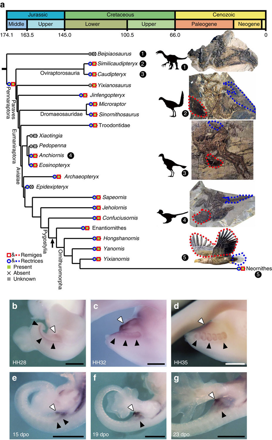 Desafiando a Nomenklatura Científica: Genética da macroevolução das aves