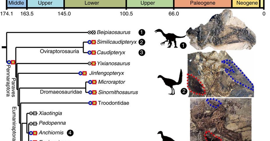 Desafiando a Nomenklatura Científica: Genética da macroevolução das aves