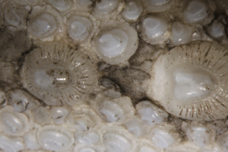 Conserving "Curiosities": 'A rasp made of a ray's skin'