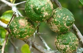 Jenis Hama Penyakit Jeruk, Penyebab, Gejala dan Cara Pengendaliannya 23 ...