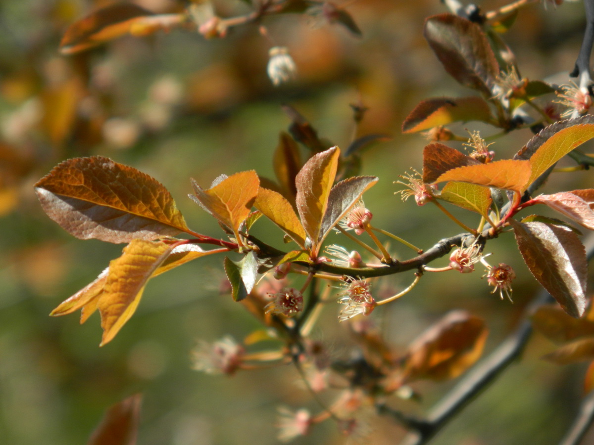 LA MULTI ANI, ROMANIA!: Crengi cu flori ofilite