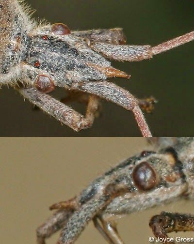 Springfield Plateau: Yucca Bugs