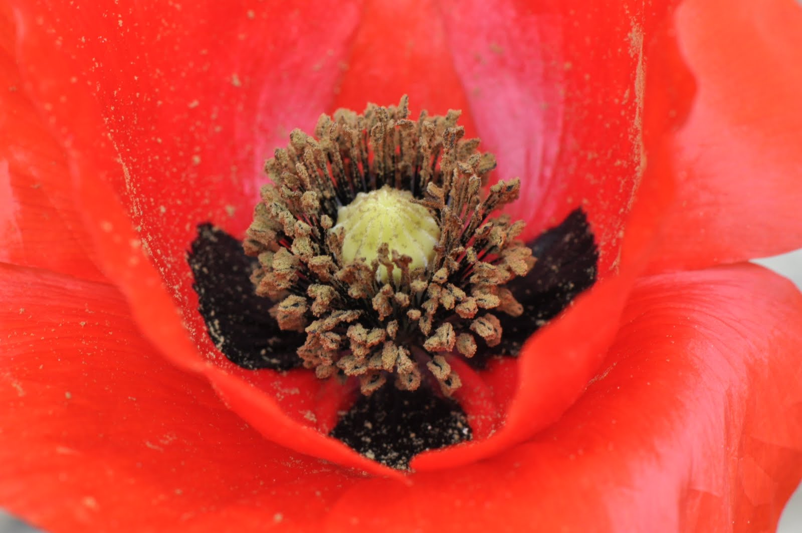 Desde Alájar: Amapola
