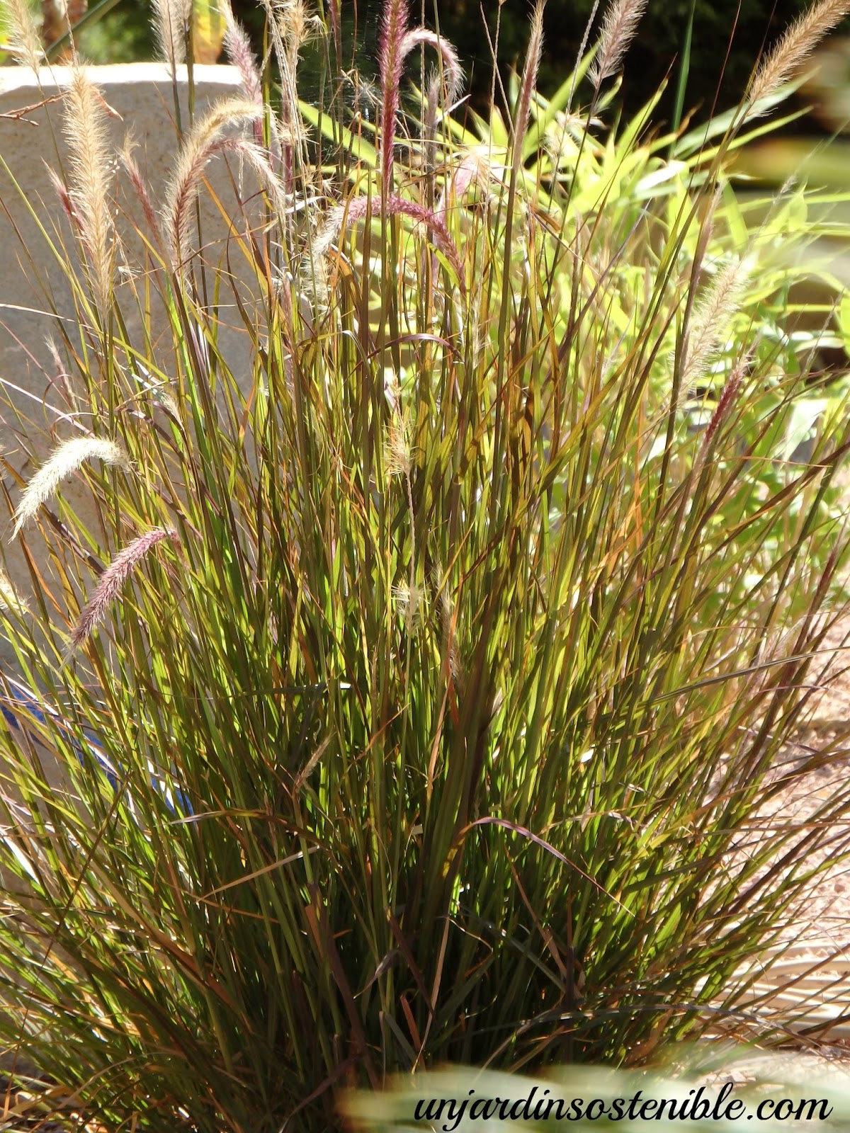 Pennisetum Setaceum Rubrum (Cola de Zorro, Cola de plumas.)