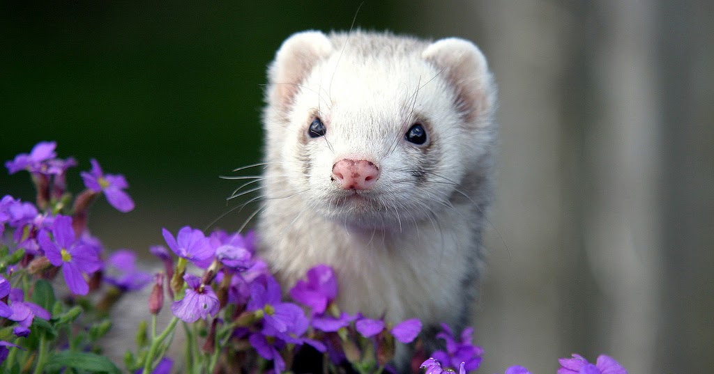 FERRET – AFRIČKI TVOR (PITOMI TVOR) - Feretka-Idealan kućni ljubimac.