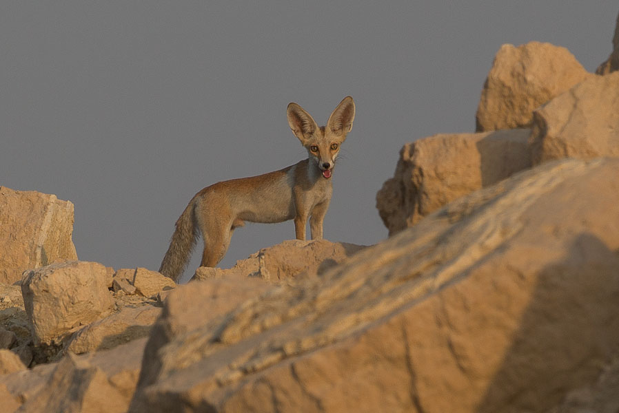 Birds of Saudi Arabia: Male Arabian Red Fox – Dhahran Hills