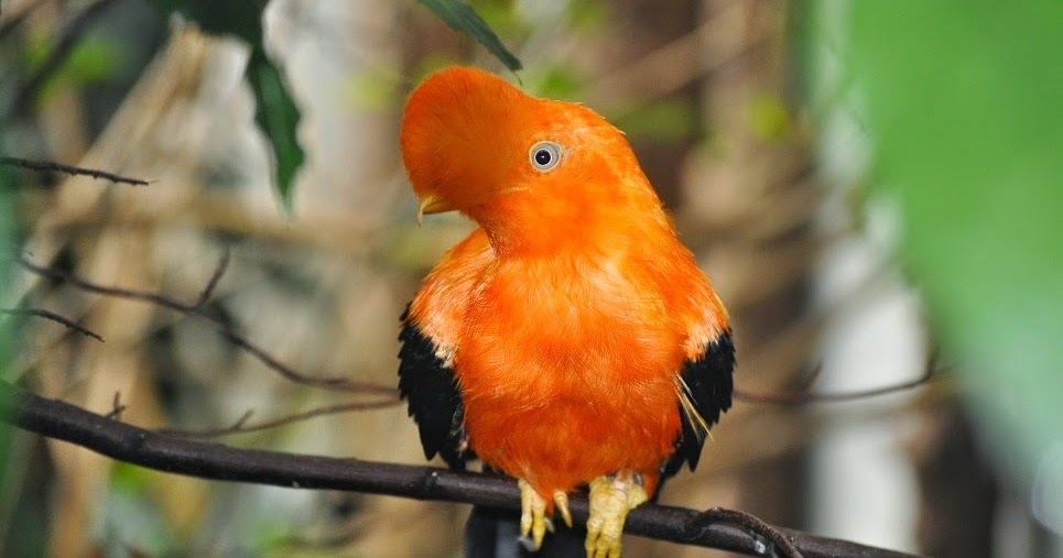 ZOOTOGRAFIANDO (6.100 ANIMALS): GALLITO DE ROCA / ANDEAN COCK-OF-THE ...