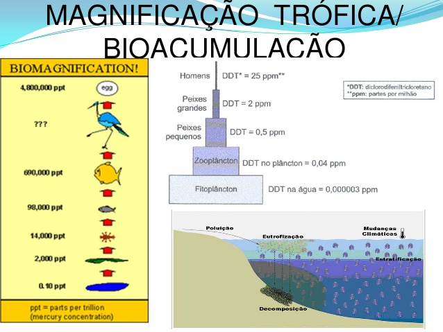 Naterra: Manutenção da vida, fluxos de energia e matéria - Biologia