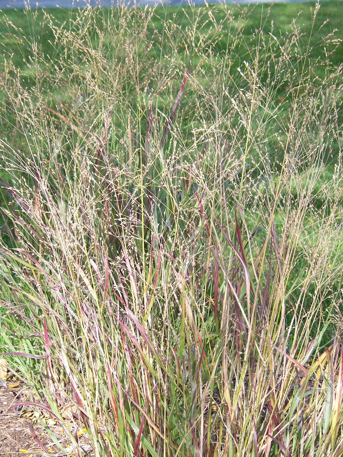 Grasses add beauty to gardens - Native, Prairie, and Tropical, Annual ...