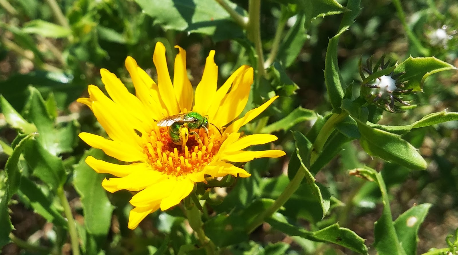 Abejas de Argentina: Halictidae