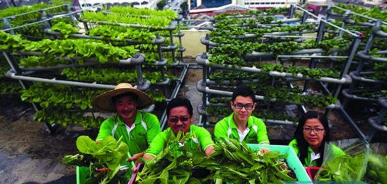 Anim Agro Technology: PERTANIAN BANDAR - PROGRAM BERJAYA