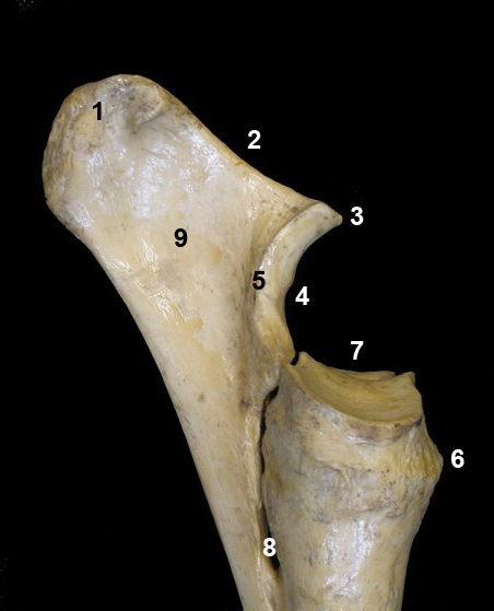 Anatomia Animal: Prática de Membros Torácicos (Rádio e Ulna)