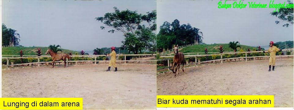 bukan doktor veterinar: Pengurusan kuda dilakukan di Stable