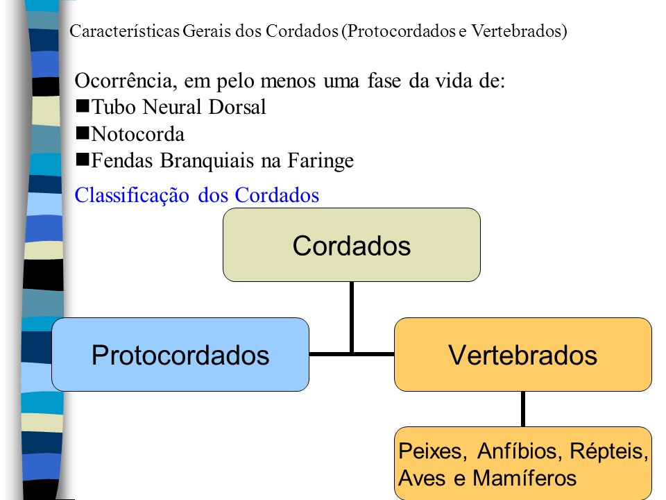 Filo cordados: introdução | Biologia: A ciência da vida