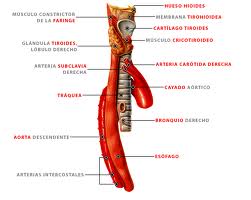 El Esófago: Esófago