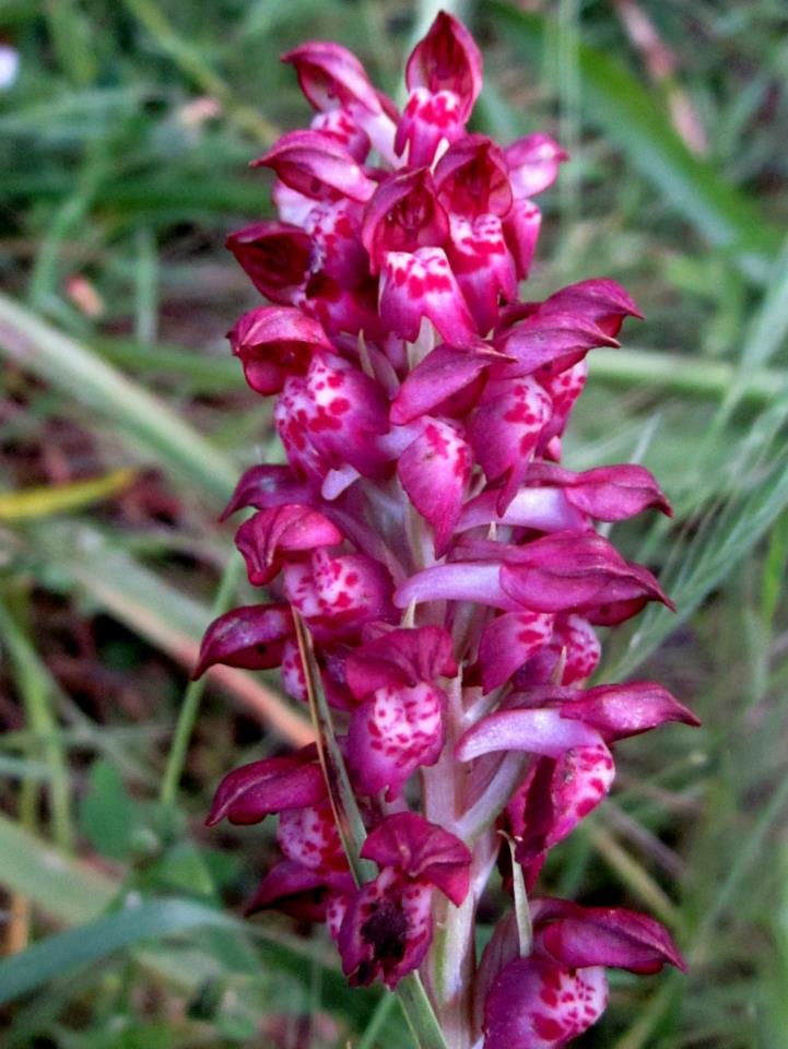 Biodiversity of Cyprus by NGO Protection of the Natural Heritage and ...