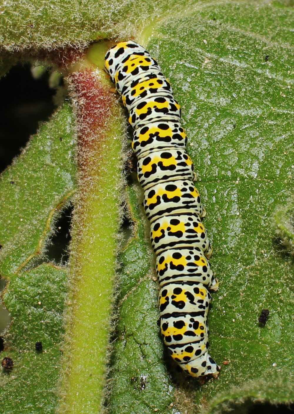 Biodiversity of Cyprus by NGO Protection of the Natural Heritage and ...