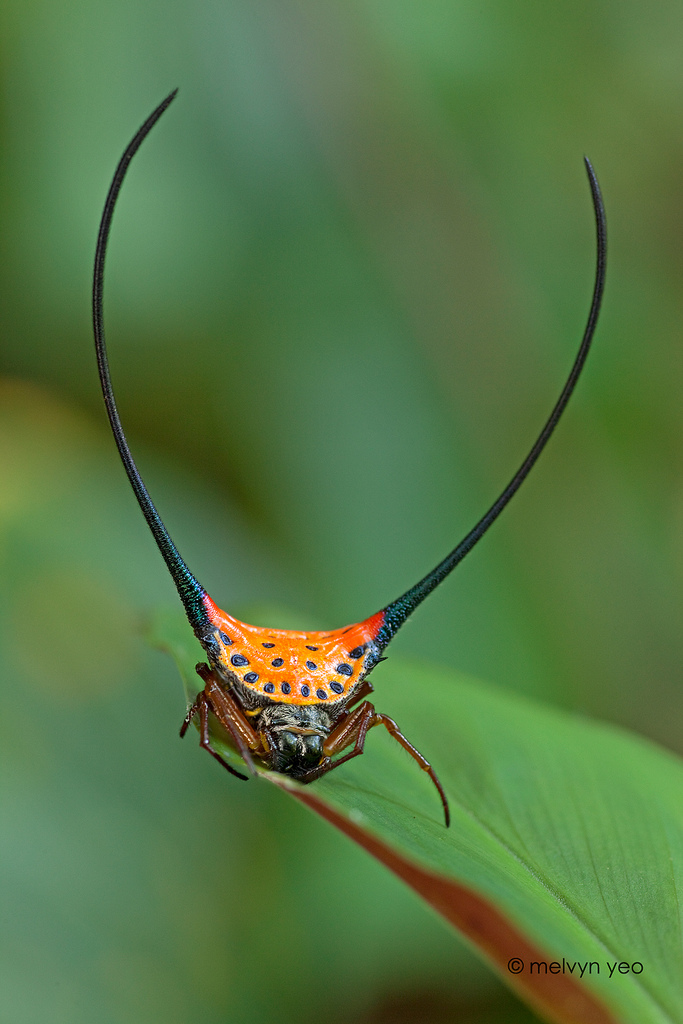 Melvyn's Photography: Spiny Orb Weavers, Gasteracantha