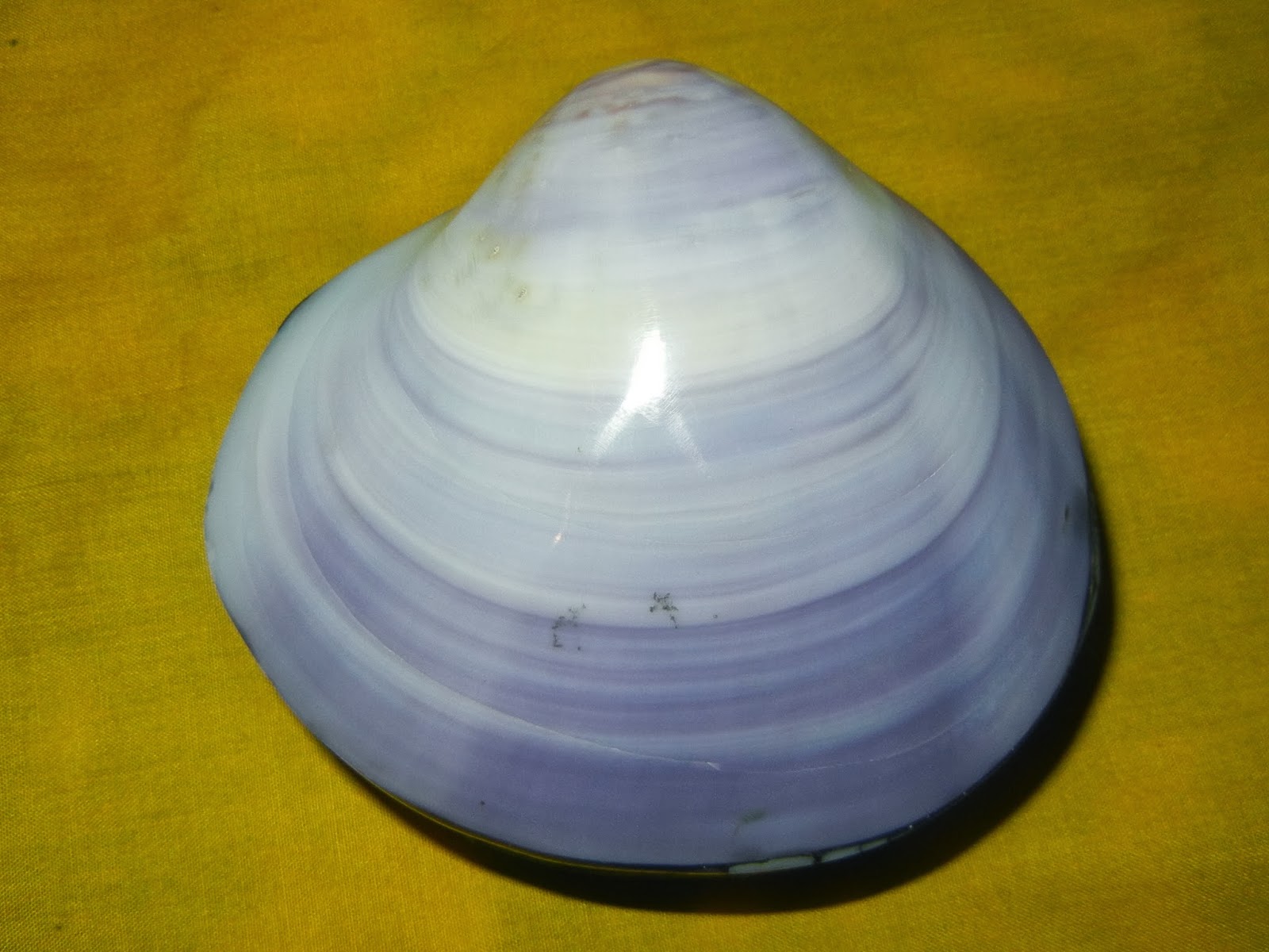 GELIGA KINABALU: KOTAK GELIGA KULIT LOKAN