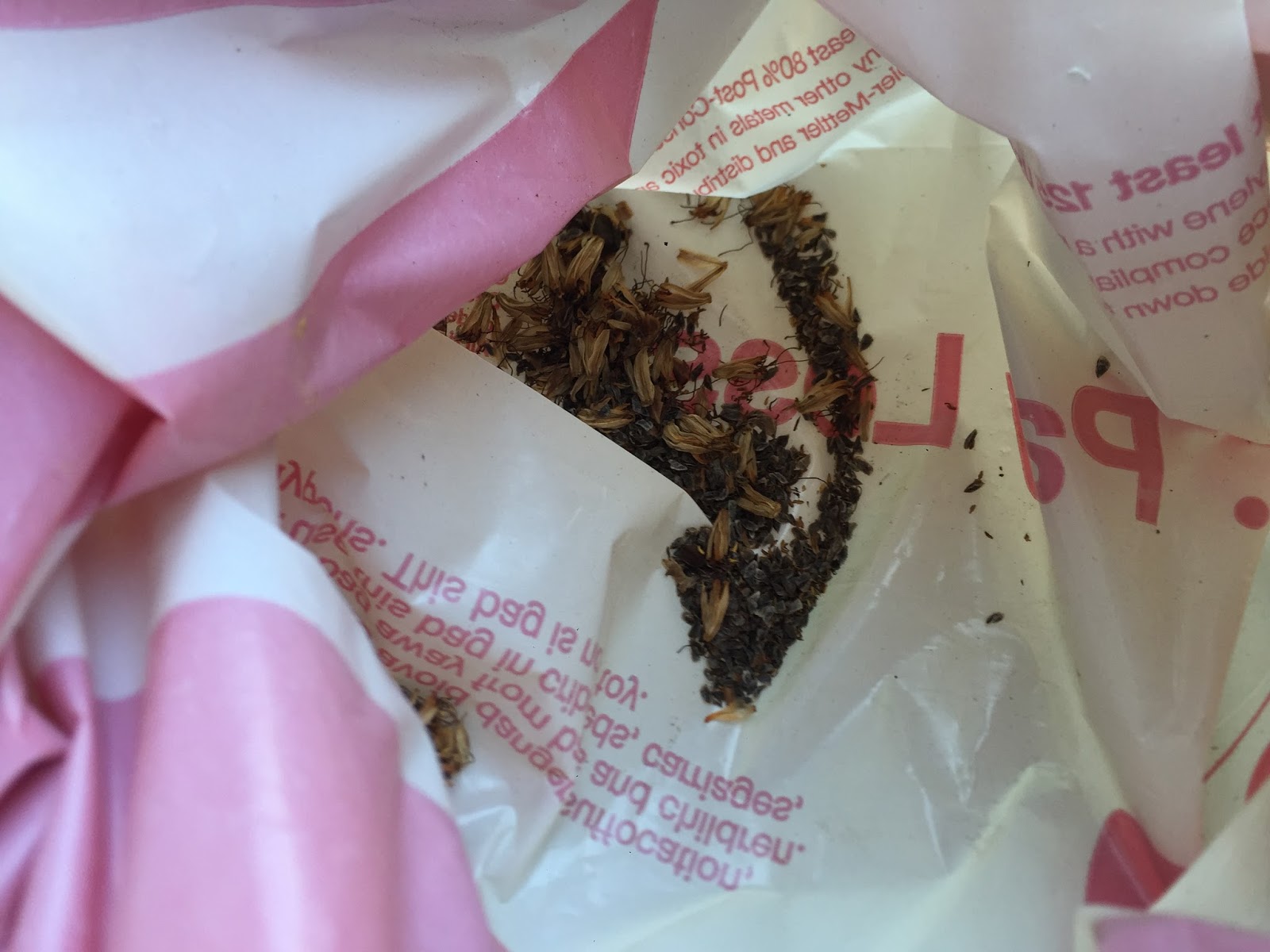 Dendroseris marginata, Kniphofia caulescens, Aloe seedlings, and Aloe ...