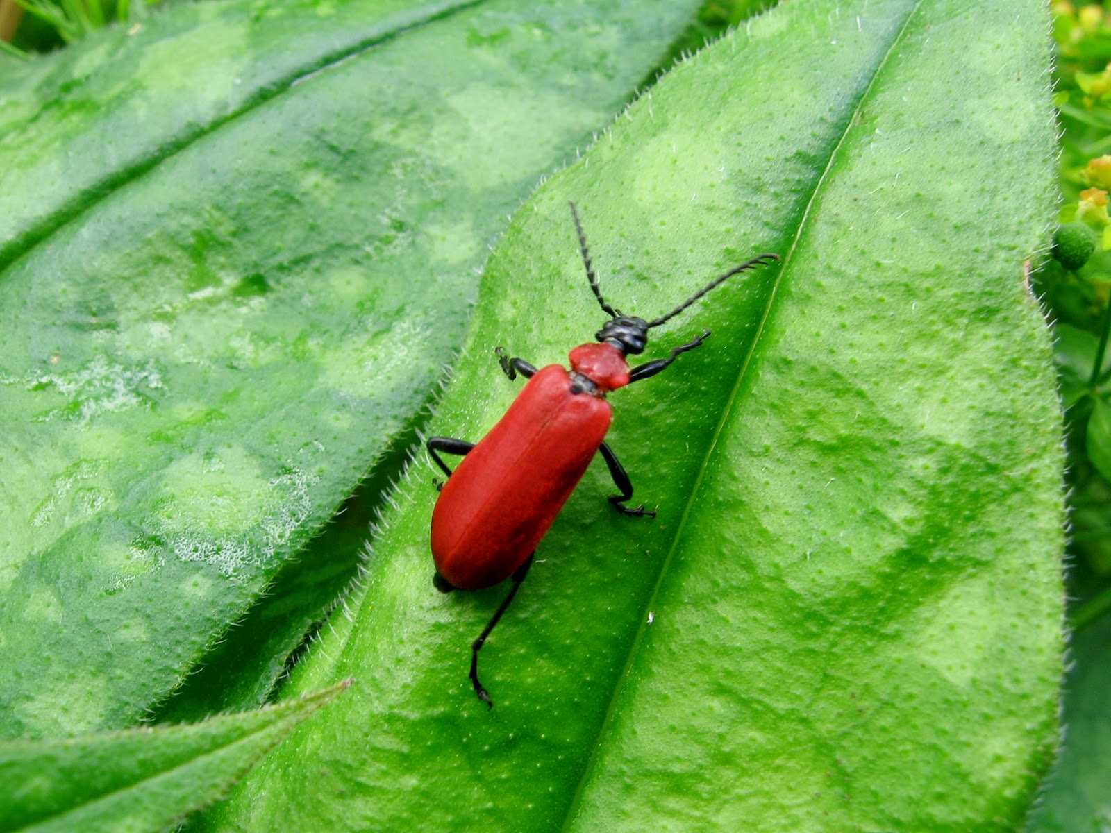 Le Pre Bonnet: Dieren rondom huis