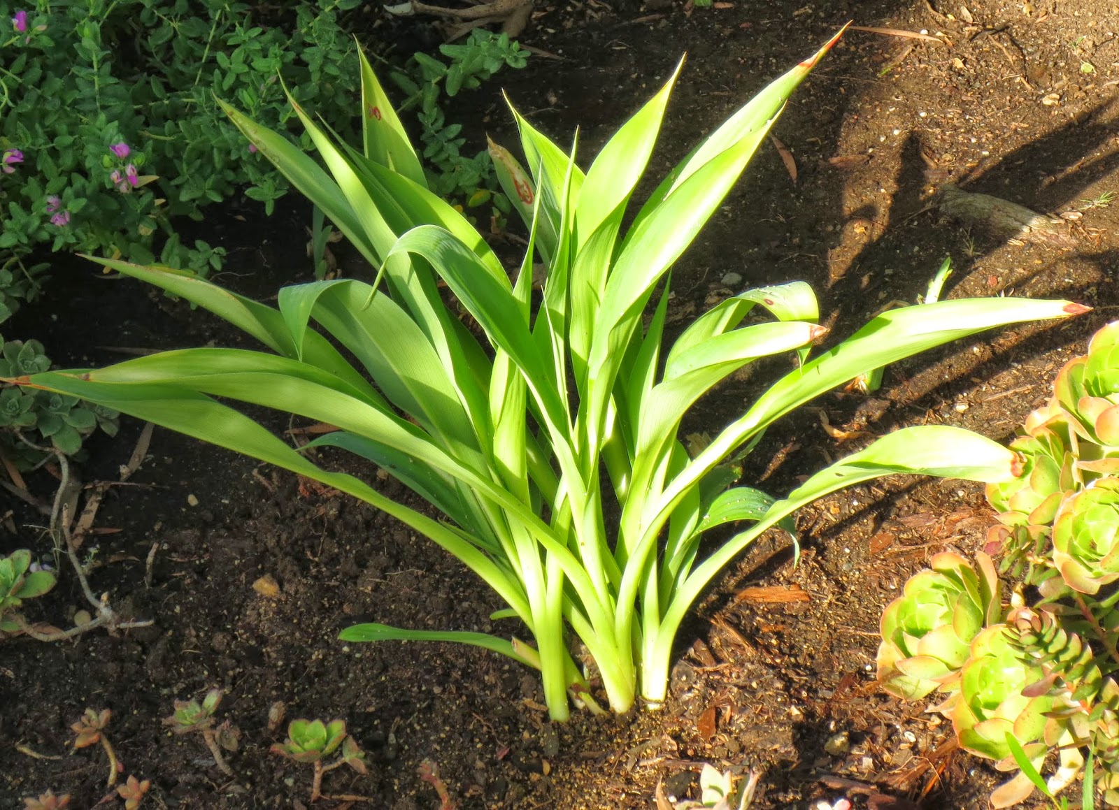 Late to the Garden Party: Renga Lilies Everywhere