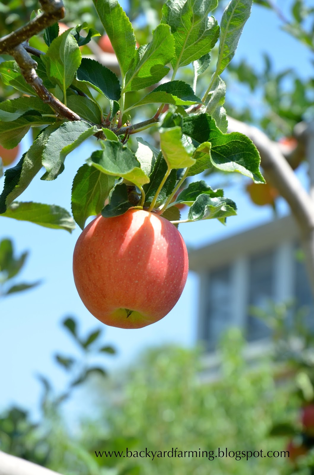 Backyard Farming: Home orchards