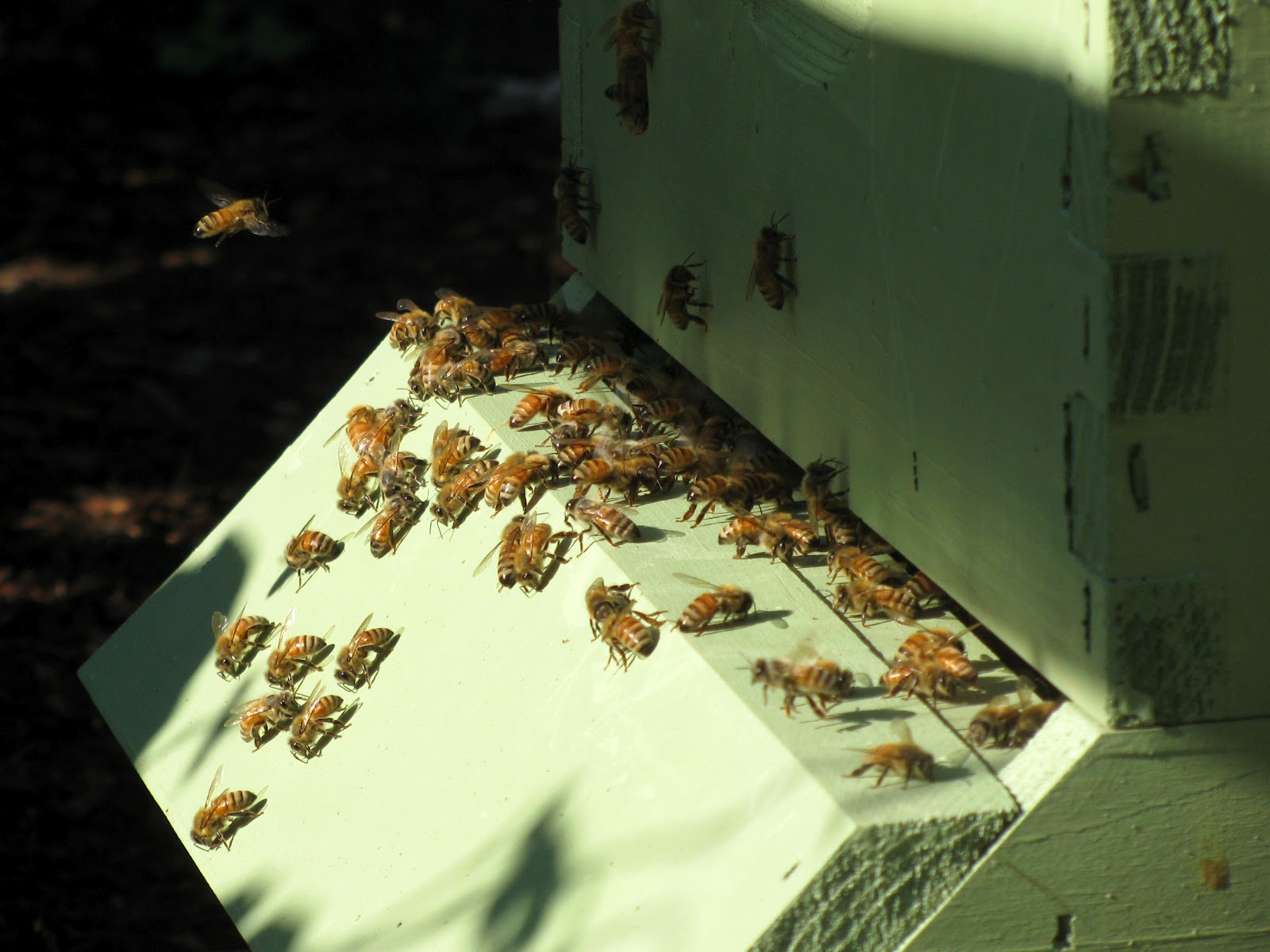 Honeybee Reverie: June 2012
