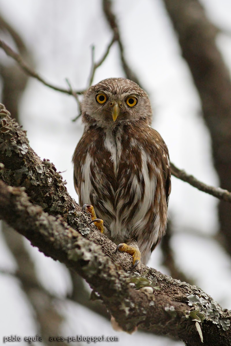 mis fotos de aves: Glaucidium brasilianum Caburé Chico Ferruginous ...