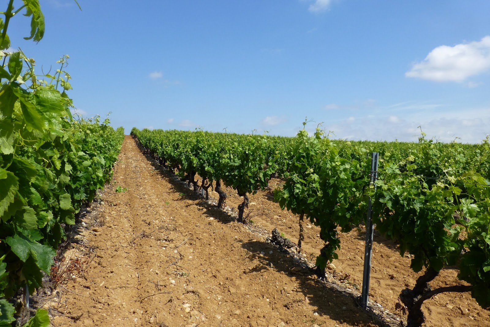 Les balades de Lison: 7 ème balade en vignes