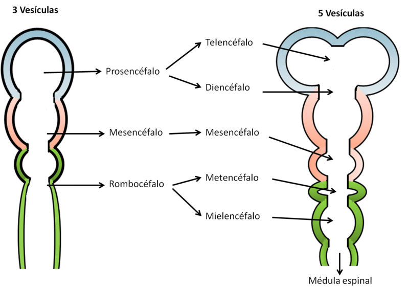 Introducción a la neuroanatomía : Tubo neural derivados