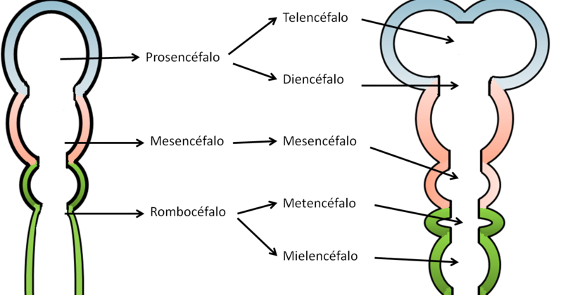 Introducción a la neuroanatomía : Tubo neural derivados