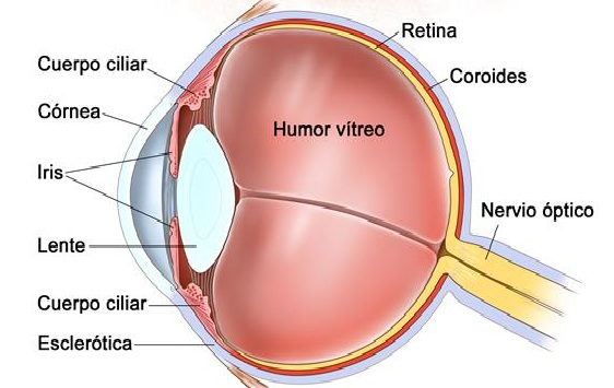 Genius Intraocular Technology: Cáncer ocular o melanoma