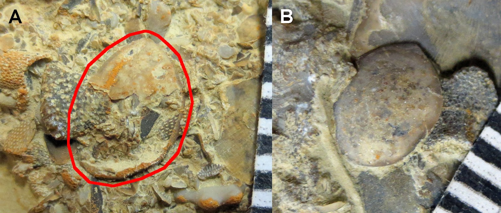 Equatorial Minnesota: Lower Decorah trilobites