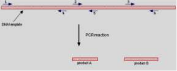 Lab Biomol: DNA marker molekuler : RAPD