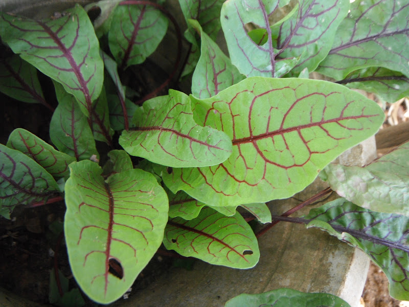 Faroleco: Erva-azeda