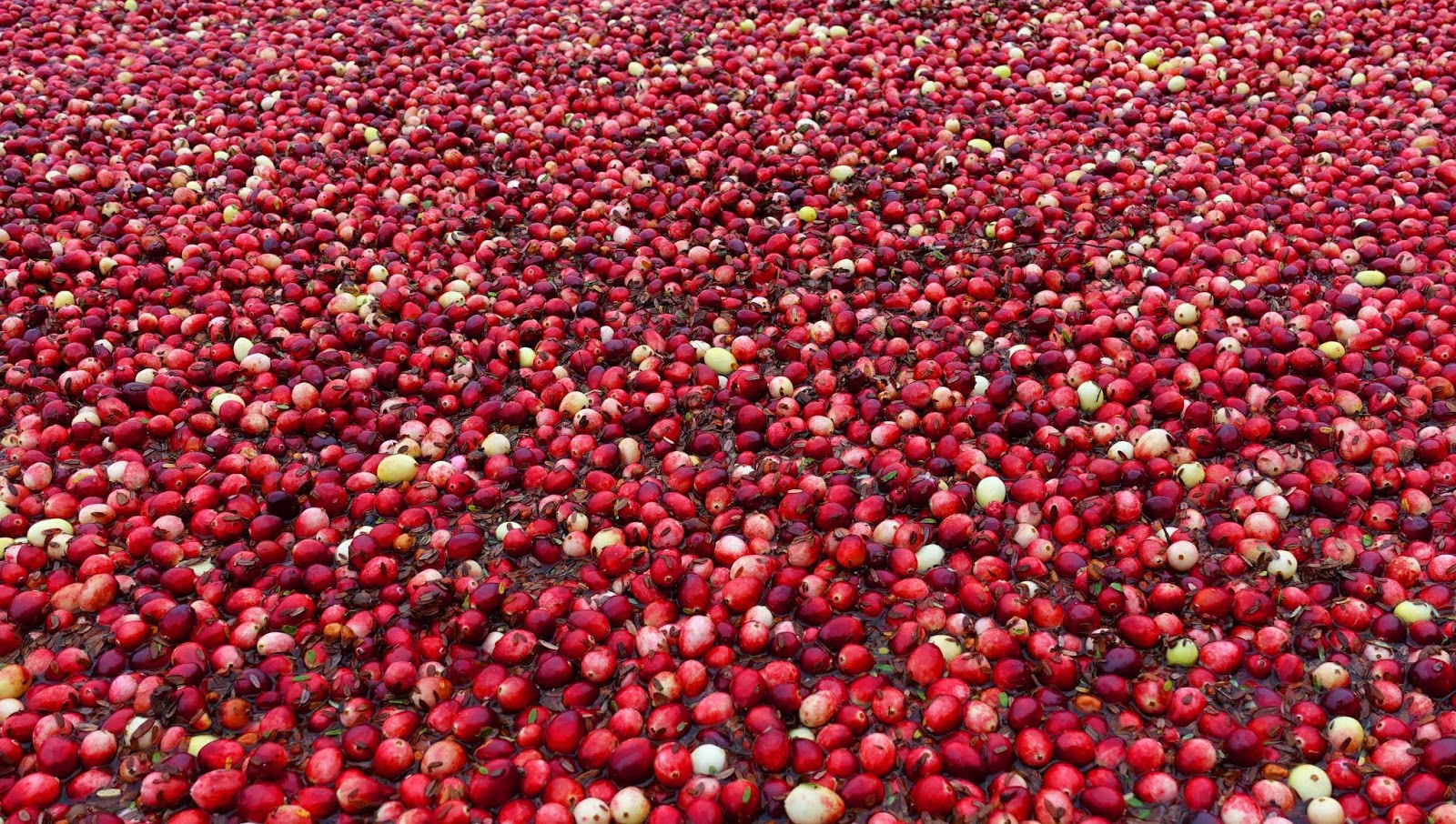 Joe's Retirement Blog: The Cranberry Harvest, Part 2 of 2, Landers ...