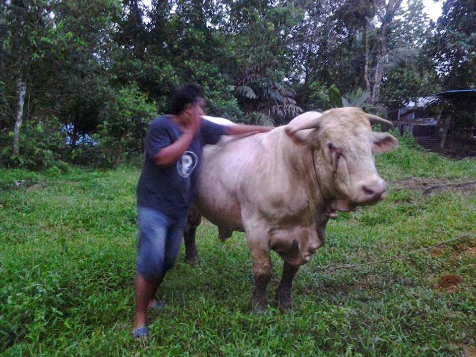 Sungai Bari News: Lembu Terbesar Di Kampung Sungai Bari